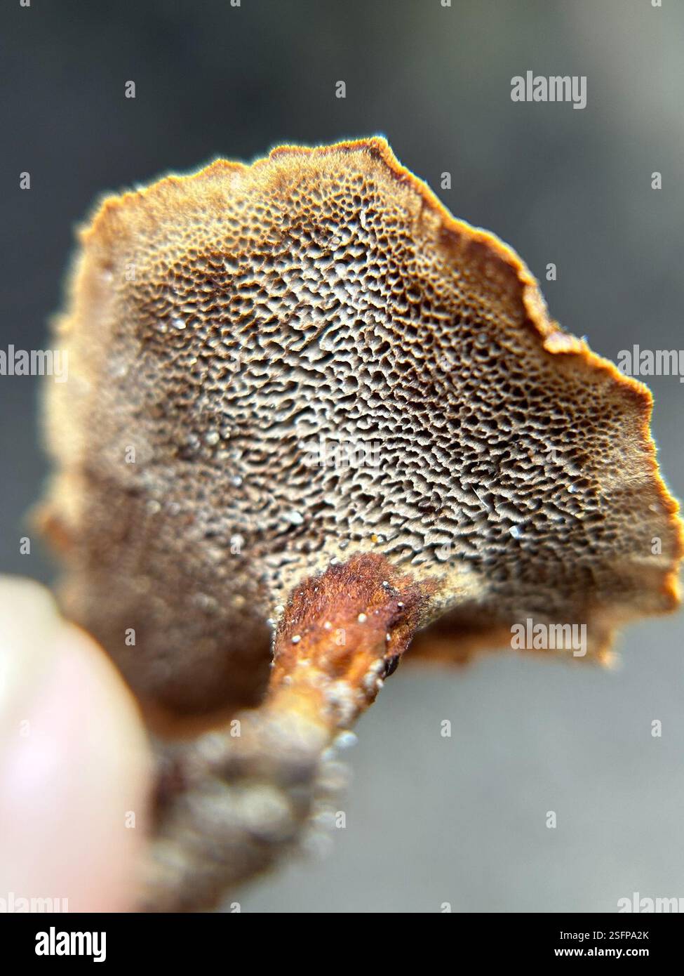 Brown Funnel Polypore (Coltricia perennis), Fungi, Los Osos, CA, US ...