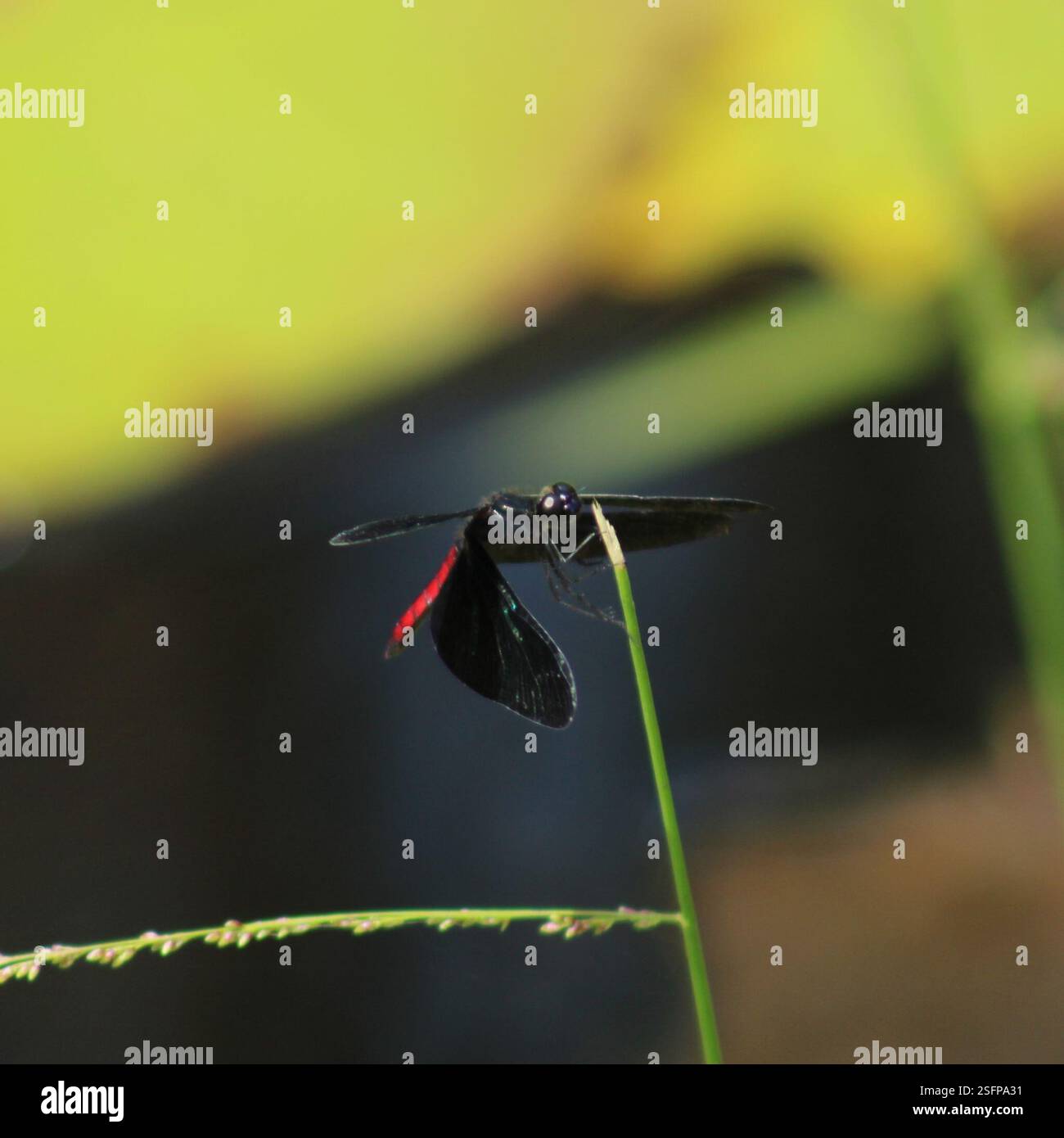 Red-tailed Blackwing (Diastatops obscura), Insecta, Tutóia, MA, Brasil ...