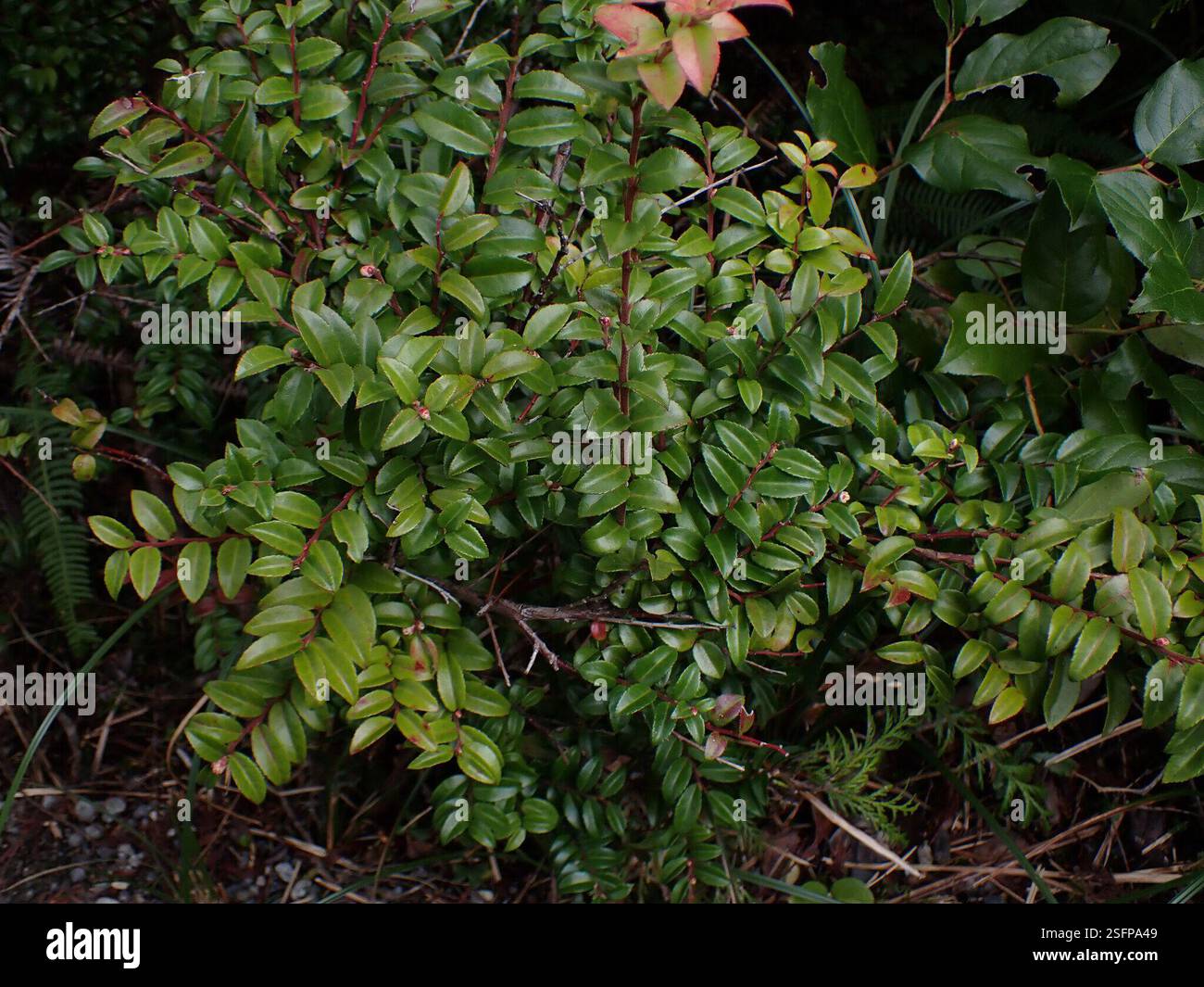 Evergreen Huckleberry (Vaccinium ovatum), Plantae, Ucluelet, BC, Canada ...