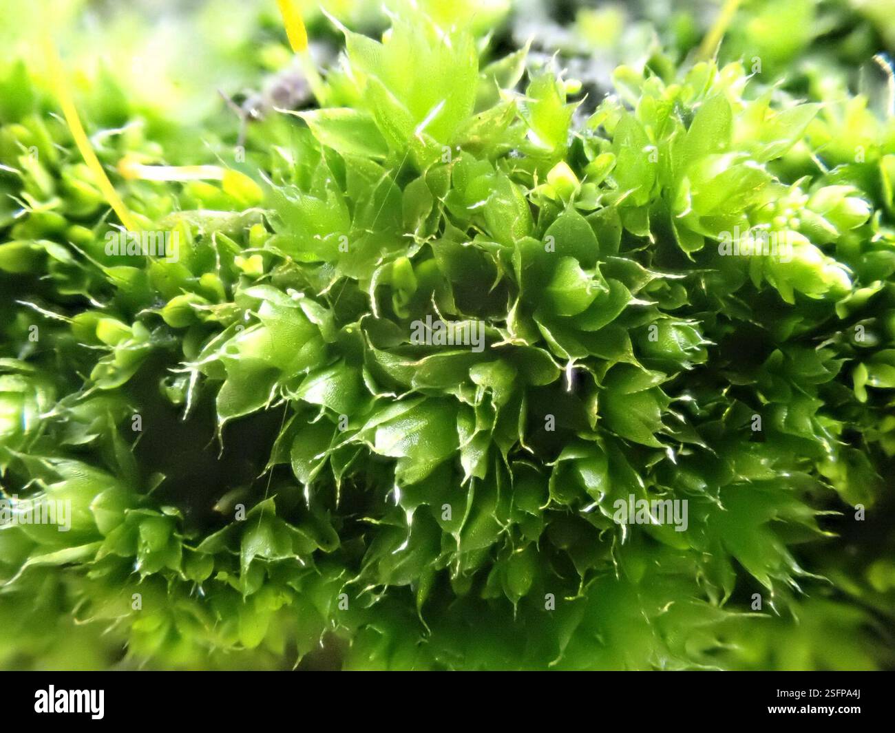 Capillary Thread-moss (Ptychostomum capillare), Plantae, Graafland ...