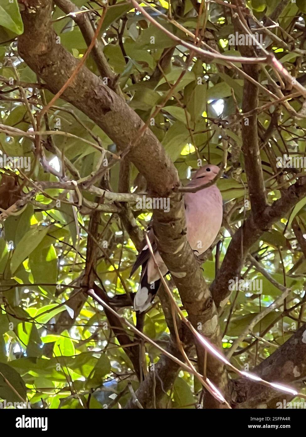 Zenaida Dove (Zenaida aurita), Aves, Saint Lucia, Saint Lucia, LC Stock ...