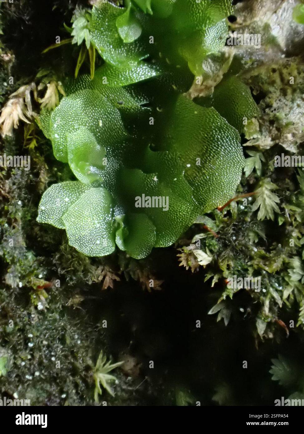 liverworts (Marchantiophyta), Plantae, Santo Antão, Cape Verde, CV ...