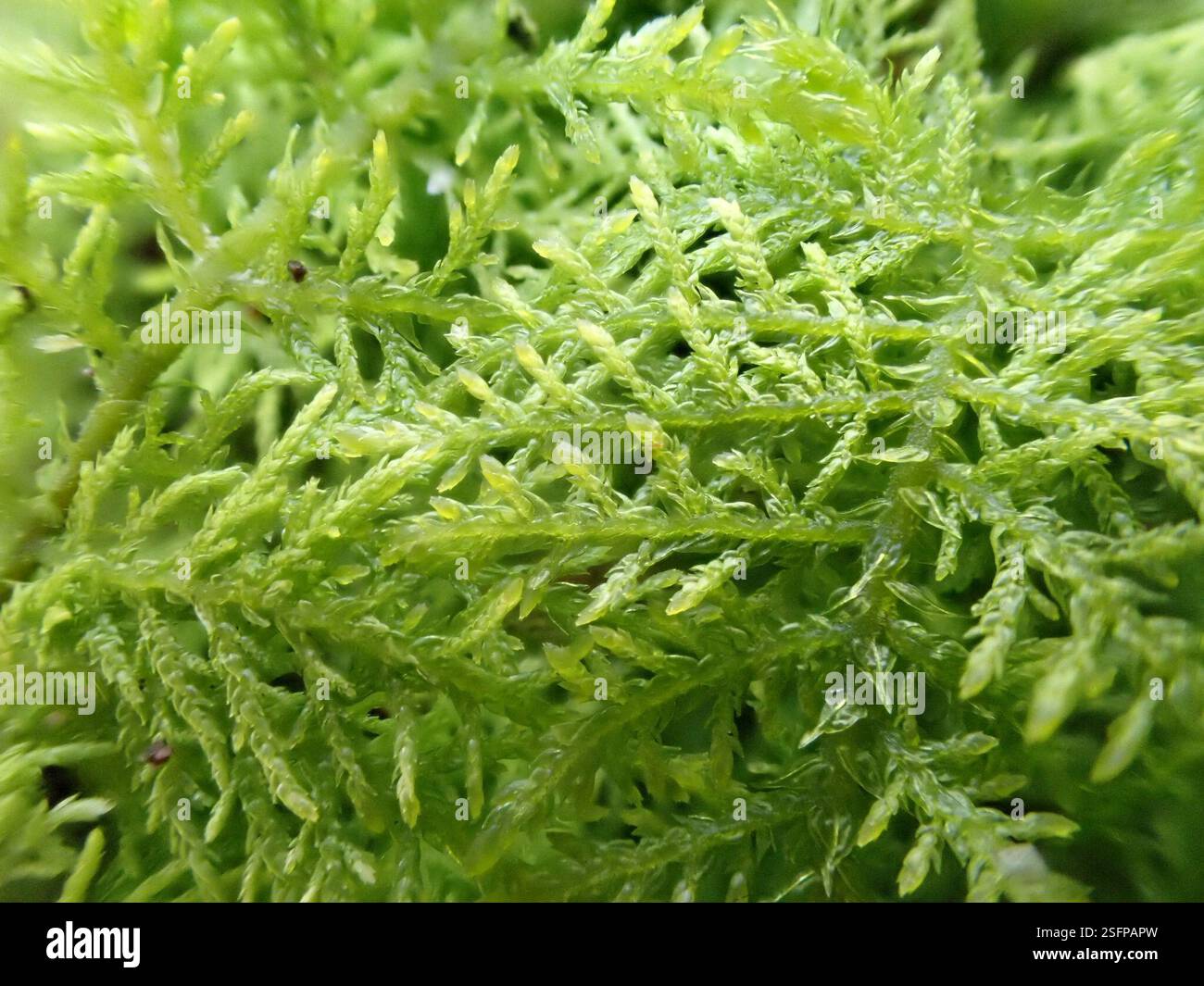 Common Tamarisk-moss (Thuidium tamariscinum), Plantae, De Geelders ...