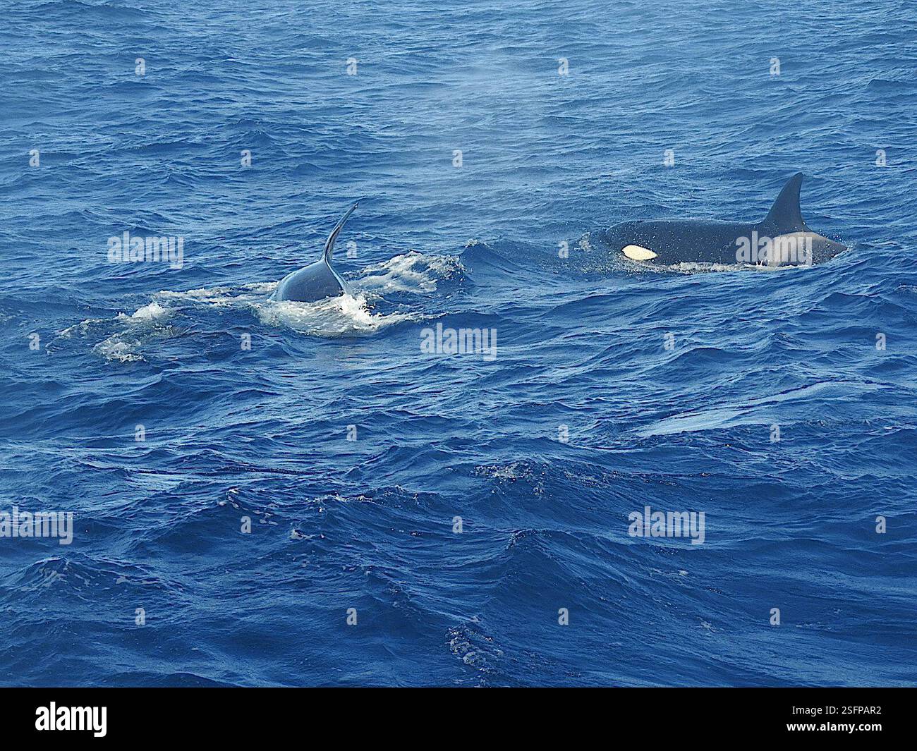 Orca (Orcinus orca), Mammalia, Bremer Bay WA 6338, Australia Stock ...