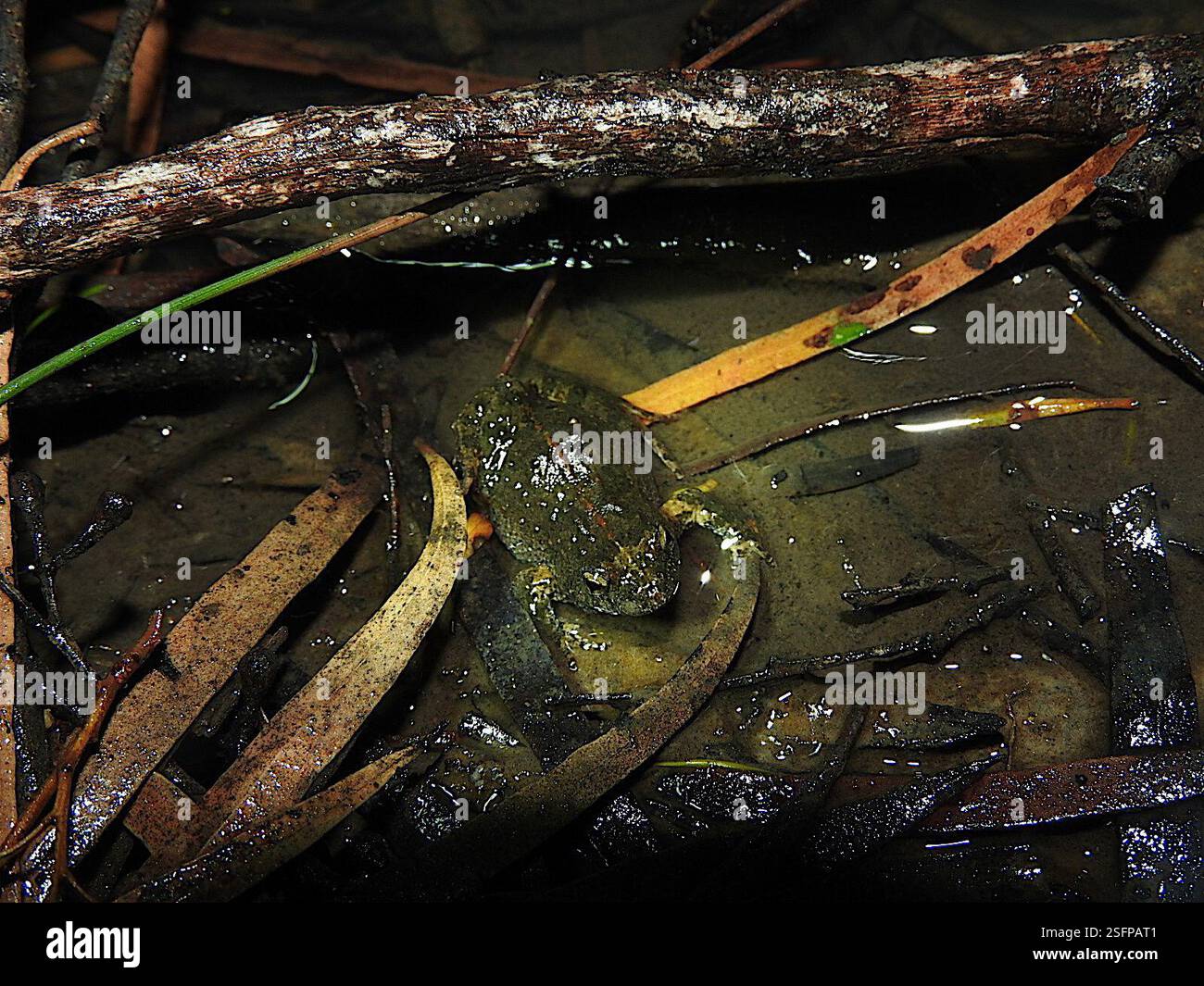 Common Eastern Froglet (Crinia signifera), Amphibia, Hobart TAS ...