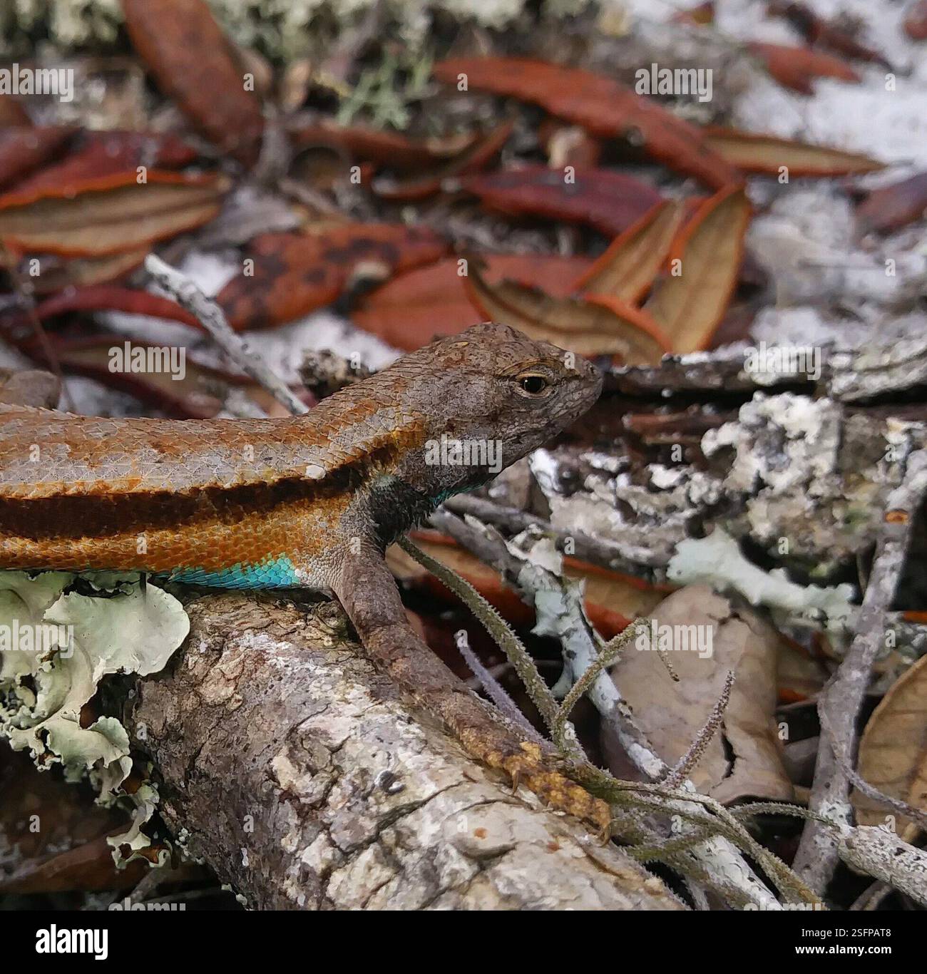 Florida Scrub Lizard (Sceloporus woodi), Reptilia, Florida, US Stock ...