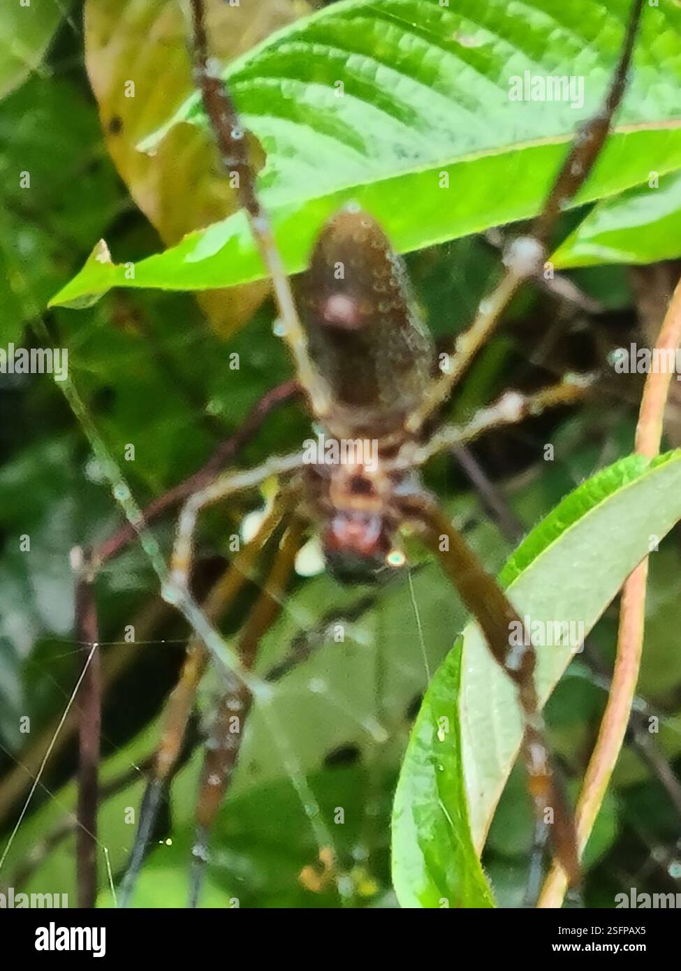 Golden Orbweavers (Nephilidae), Arachnida, Brokopondo, SR Stock Photo ...
