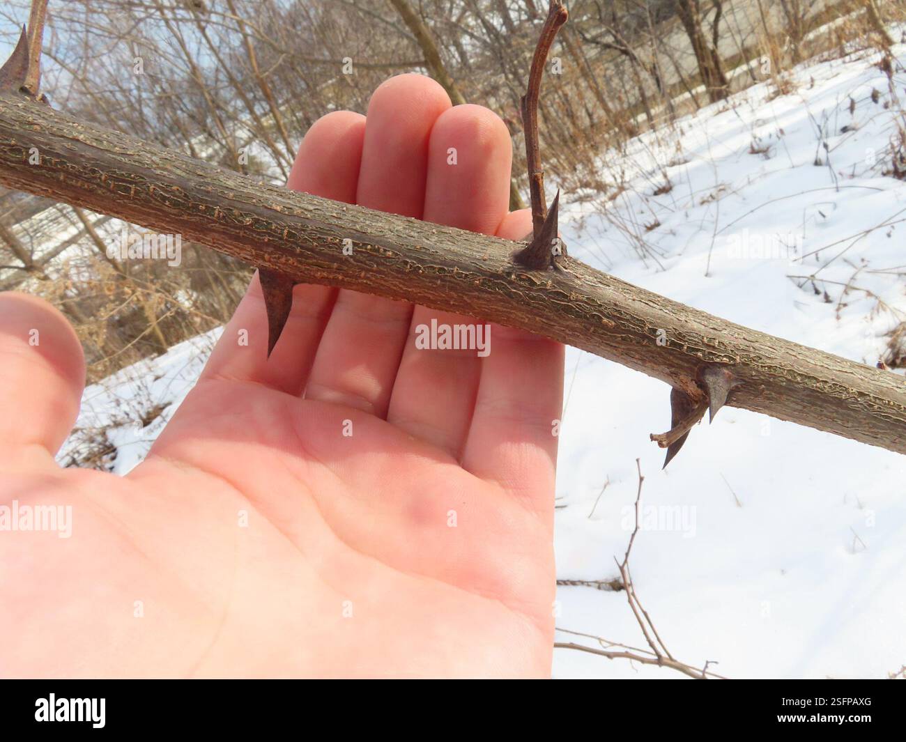 black locust (Robinia pseudoacacia), Plantae, Milwaukee, Wisconsin ...
