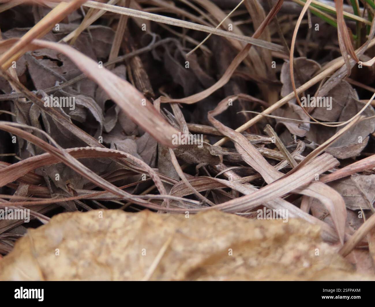 Green-striped Grasshopper (Chortophaga viridifasciata), Insecta ...
