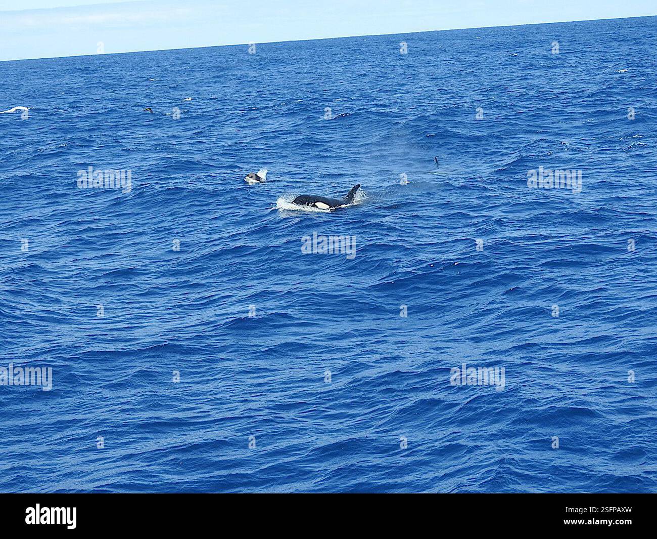 Orca (Orcinus orca), Mammalia, Bremer Bay WA 6338, Australia Stock ...