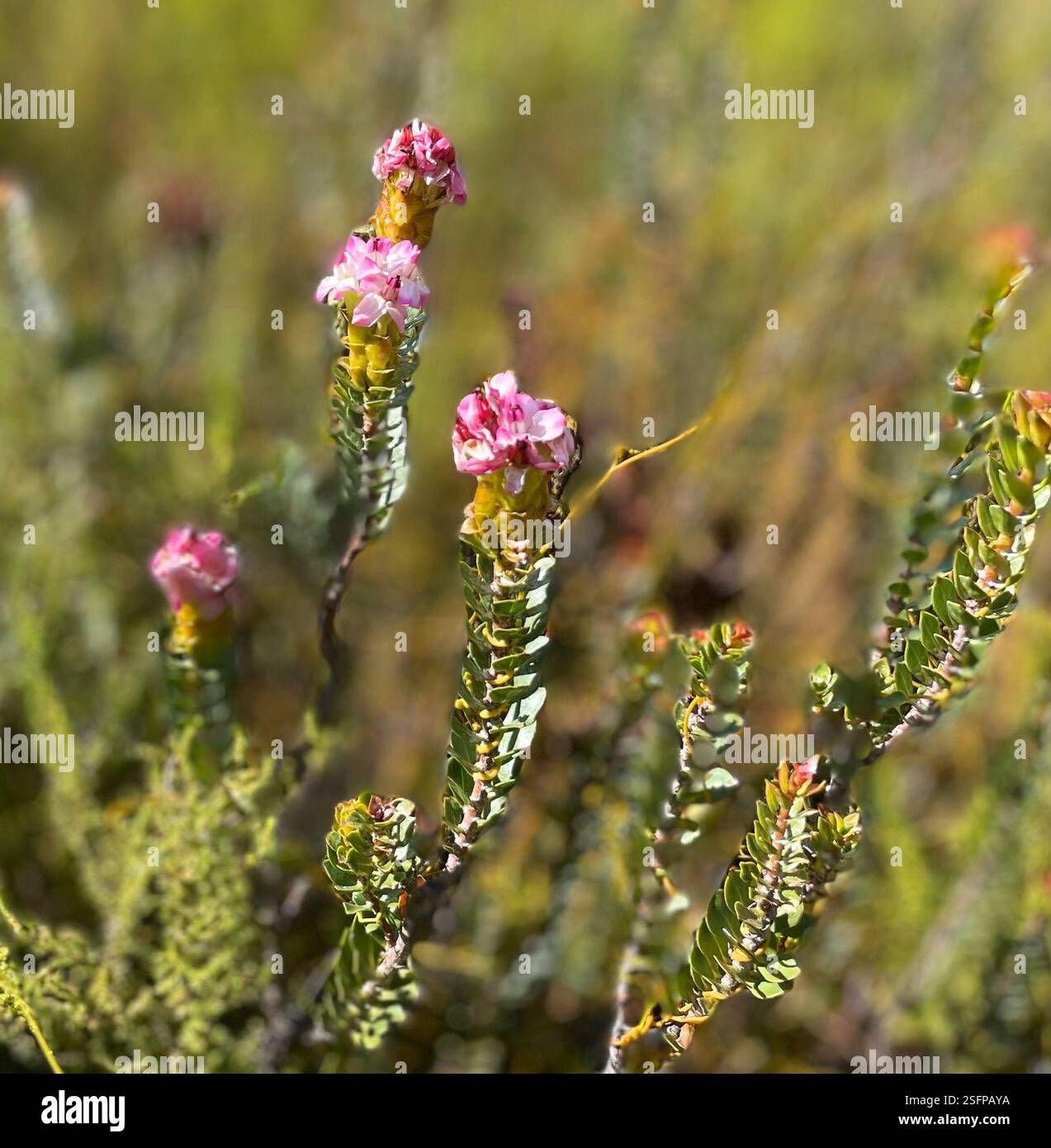 Salter (Saltera sarcocolla), Plantae, Harold Porter National Botanical ...