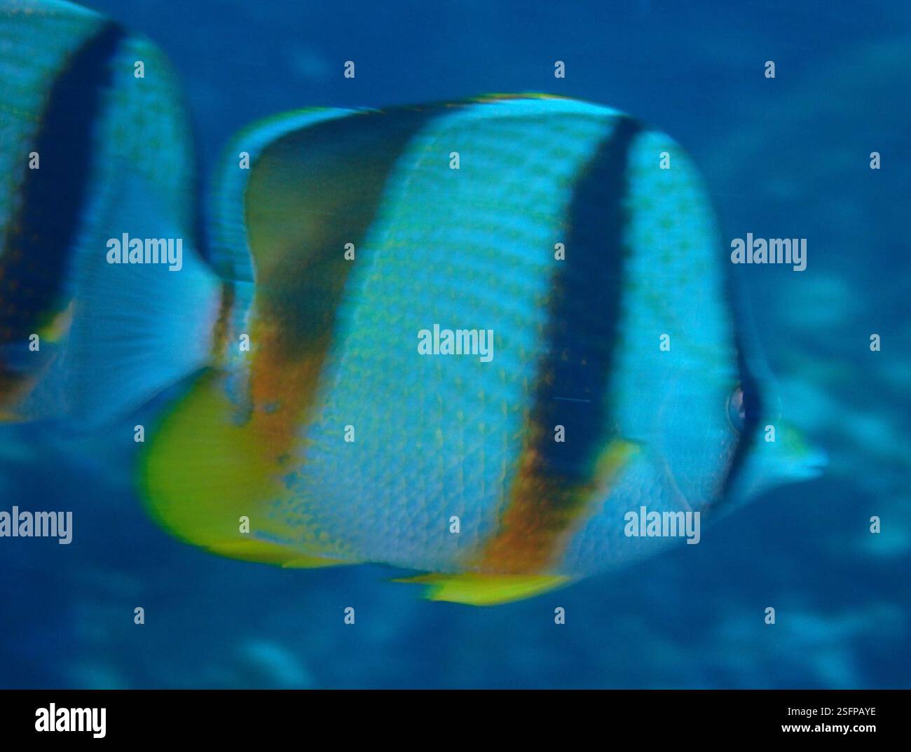 Three-banded Butterflyfish (Chaetodon robustus), Actinopterygii, Baía ...