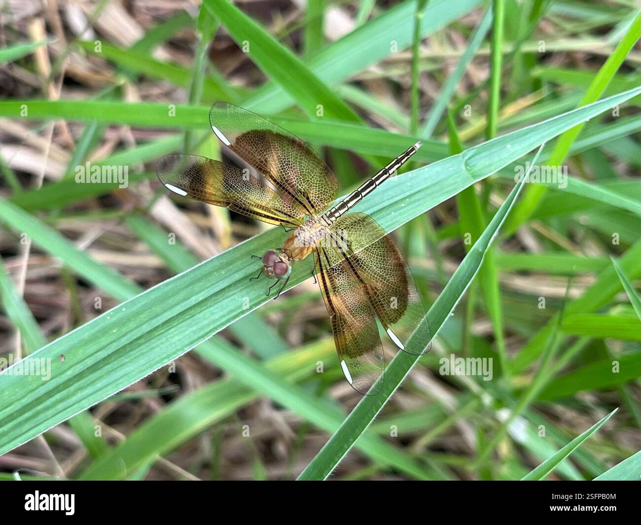 Painted Grasshawk (Neurothemis stigmatizans), Insecta, Bruce Highway ...