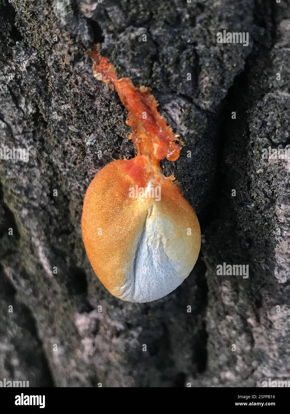 (Lycogala flavofuscum), Protozoa, Parque Hipólito Yrigoyen, Rosario ...
