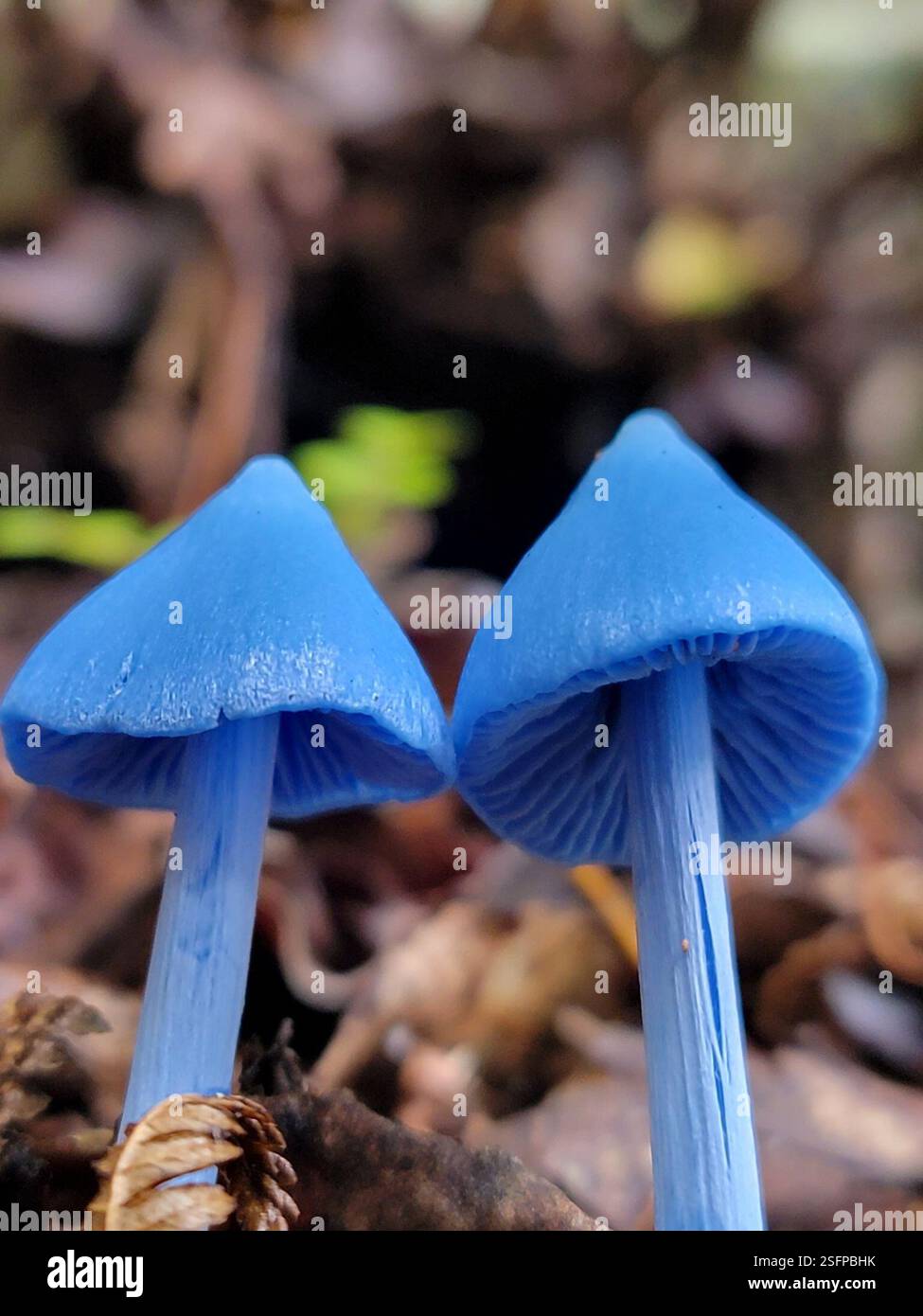 blue pinkgill (Entoloma hochstetteri), Fungi, Turiwhate 7875, New ...