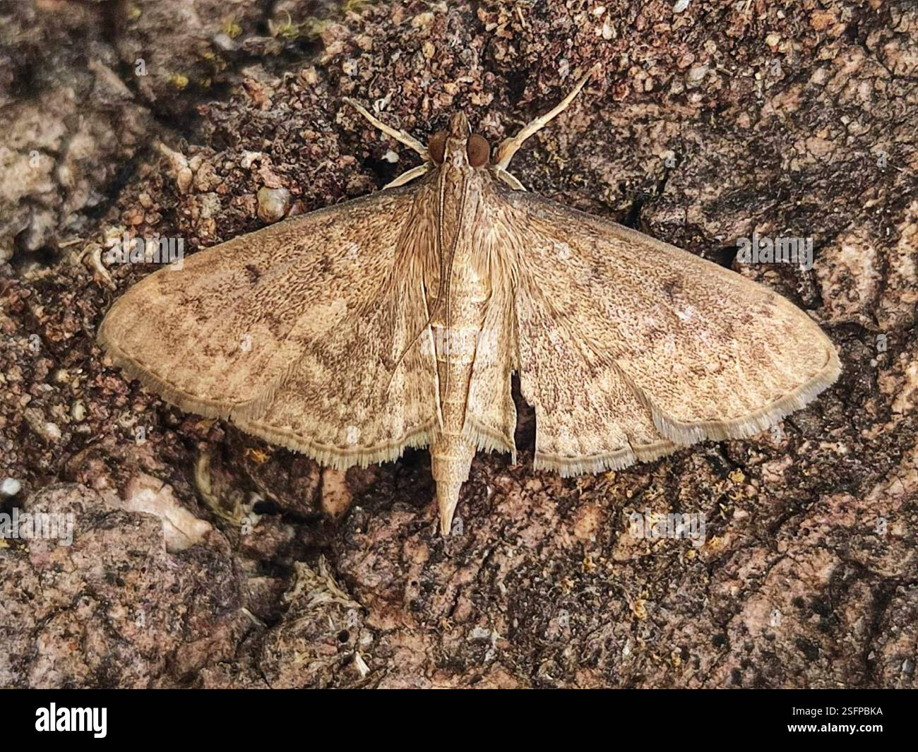 Grass Webworm Moth (Herpetogramma licarsisalis), Insecta, Kawkareik ...
