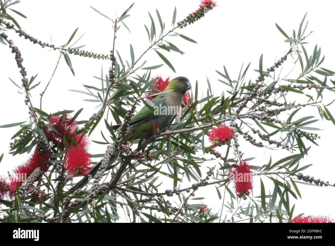 Red-capped Parrot (Purpureicephalus spurius), Aves, Serpentine WA 6125 ...