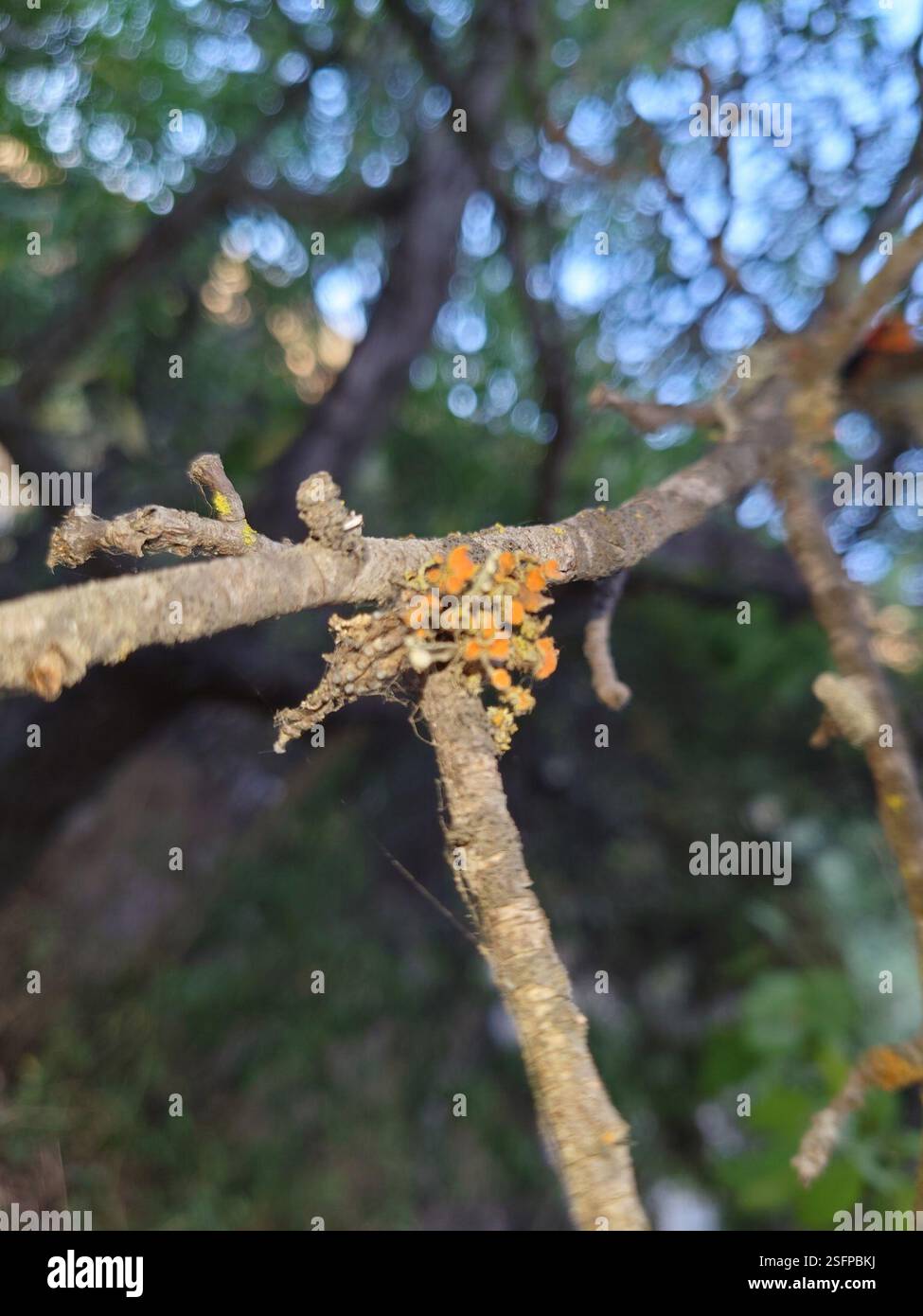 Golden-eye Lichen (Teloschistes chrysophthalmus), Fungi, Paine ...