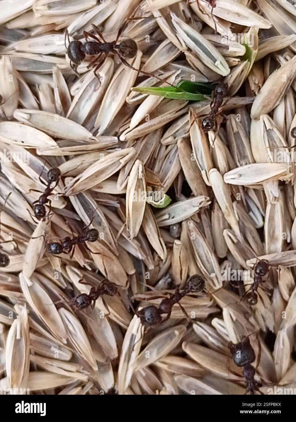 Messor Harvester Ants (Messor), Insecta, 43013 Langhirano PR, Italia ...