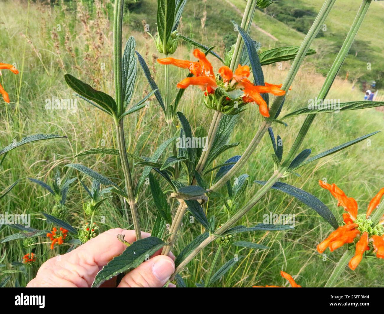 Common Lionspaw (Leonotis leonurus), Plantae, uMgungundlovu District ...