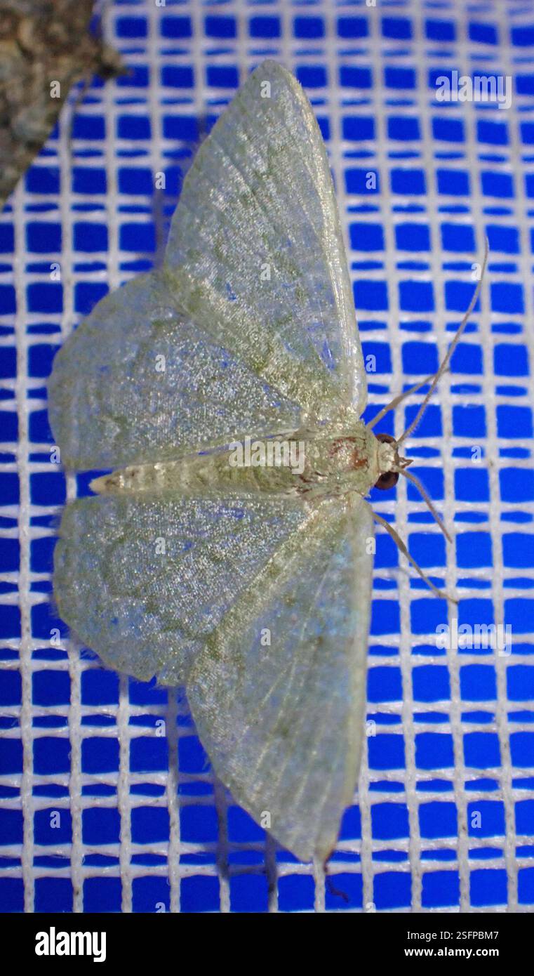 Geometer Moths (Geometridae), Insecta, Santo Antão, Cape Verde, CV ...
