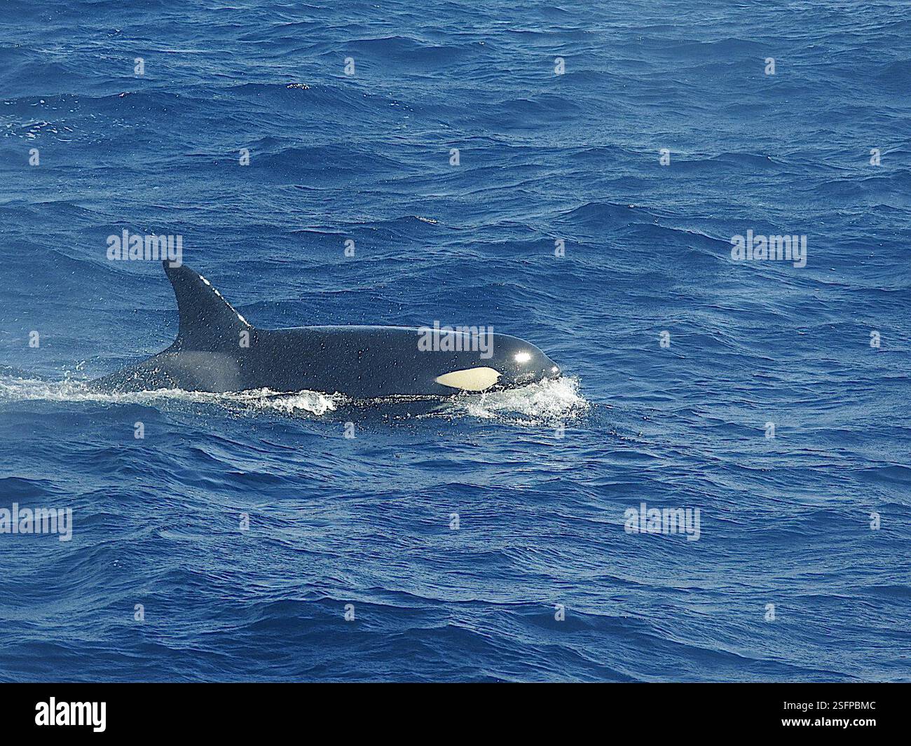 Orca (Orcinus orca), Mammalia, Bremer Bay WA 6338, Australia Stock ...