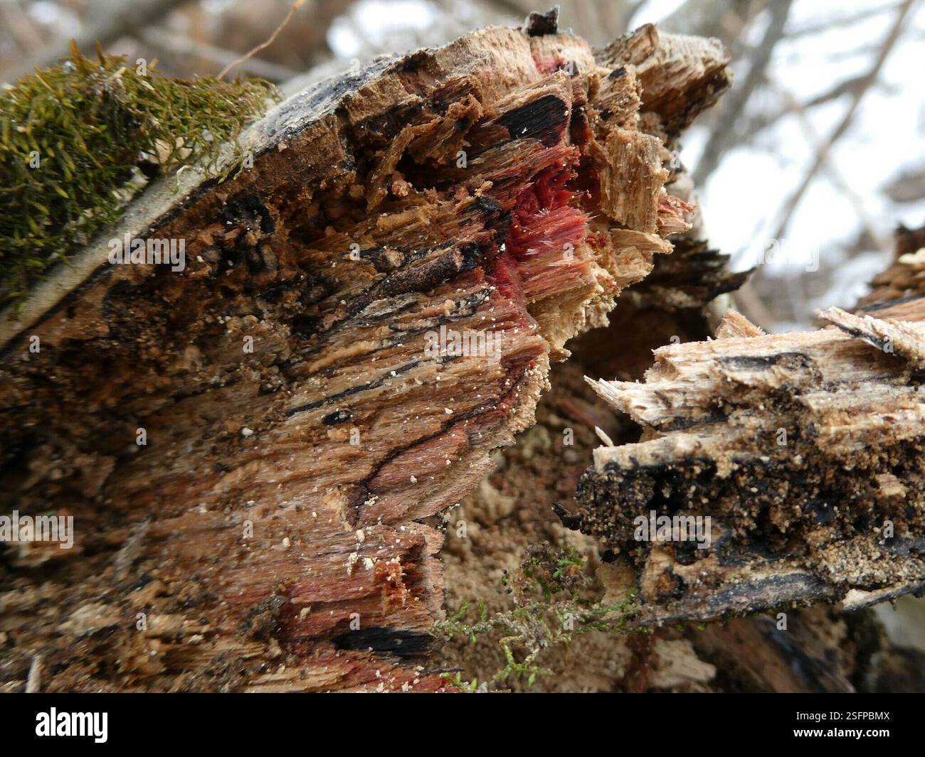 (Fusarium), Fungi, Waterbury Village Historic District, VT 05676, USA ...