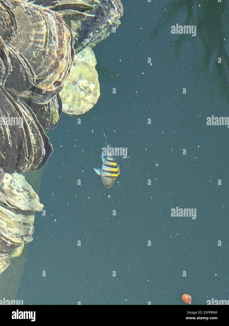 Atlantic Sergeant Major (Abudefduf saxatilis), Actinopterygii, South of ...