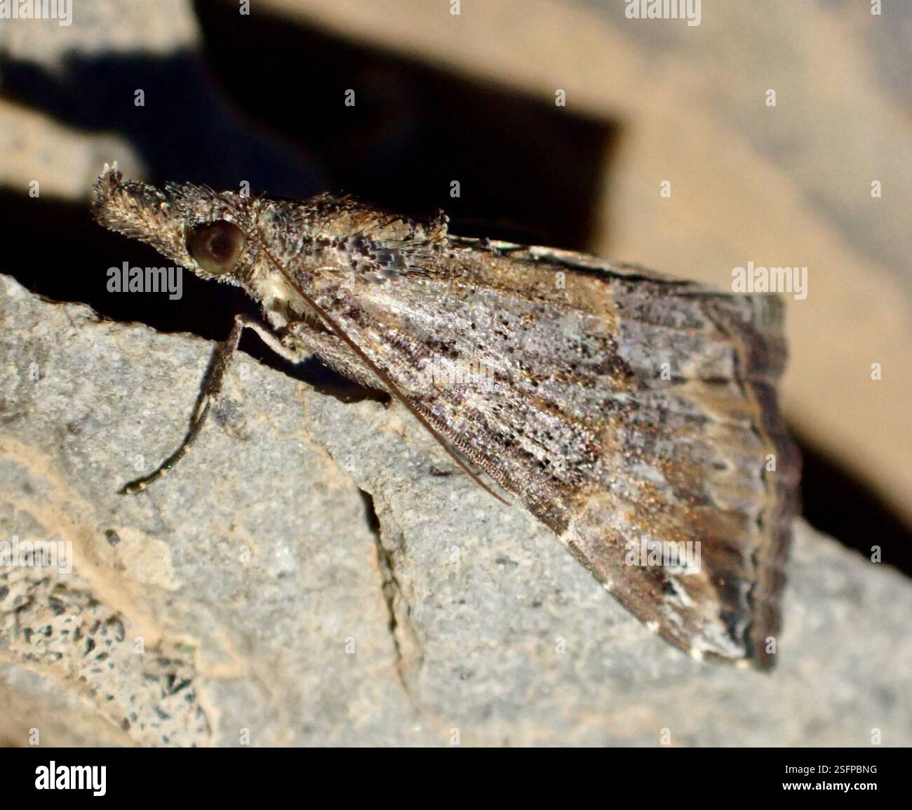 Lantana Defoliator (Hypena laceratalis), Insecta, Santo Antão, Cape ...