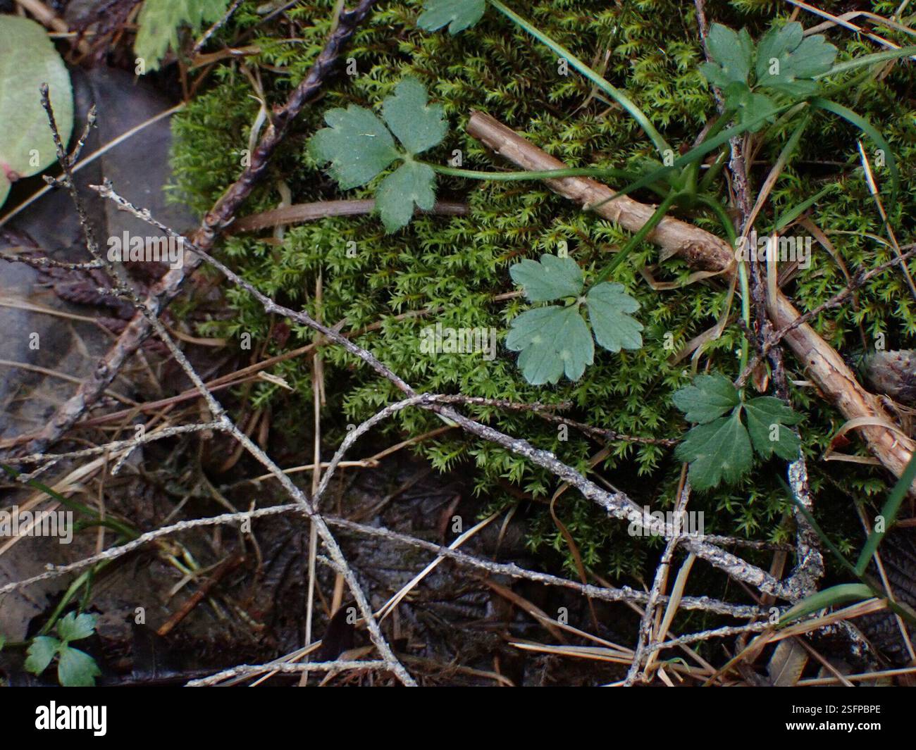 transparent fork-moss (Dichodontium pellucidum), Plantae, Ucluelet, BC ...