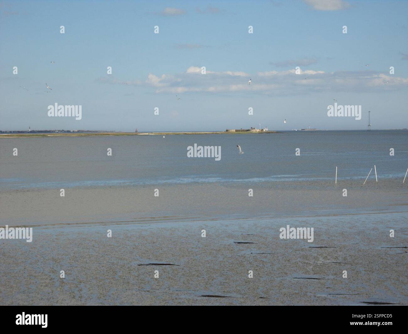 Tamanend's Bottlenose Dolphin (Tursiops erebennus), Mammalia ...