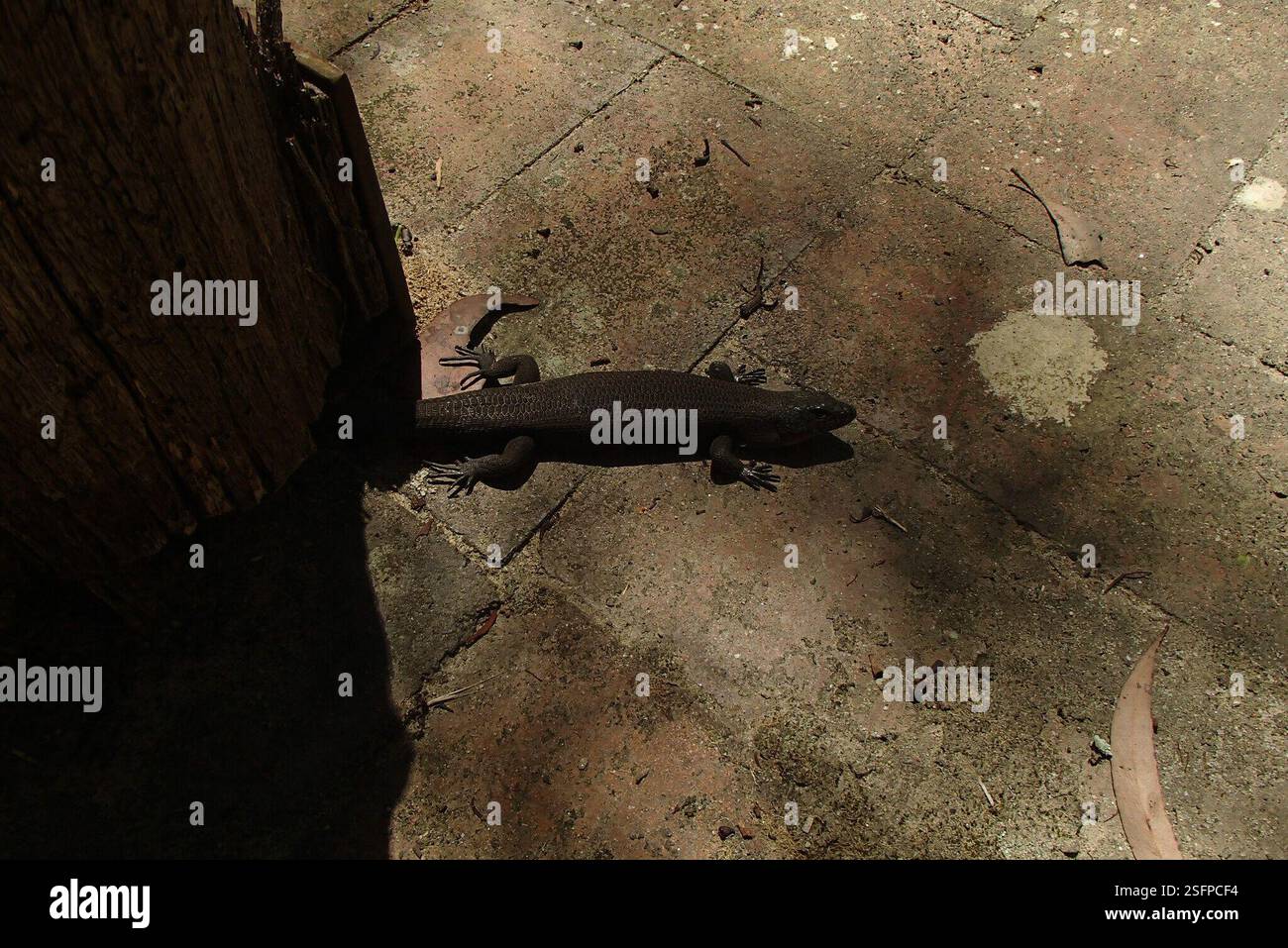Black Rock Skink (Egernia saxatilis), Reptilia, 62 Railway Parade ...