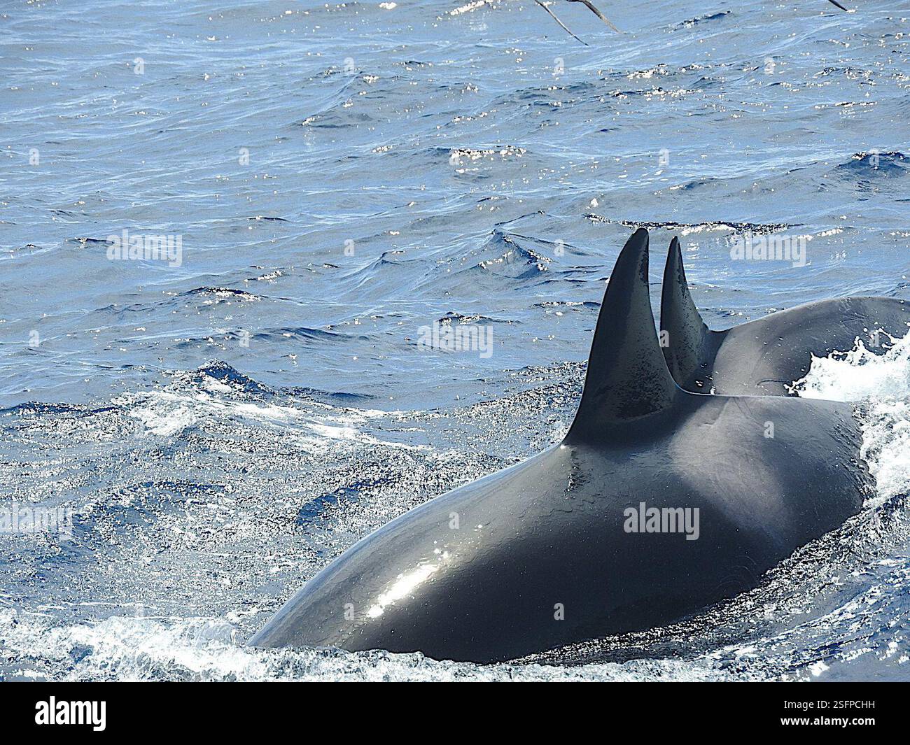 Orca (Orcinus orca), Mammalia, Bremer Bay WA 6338, Australia Stock ...