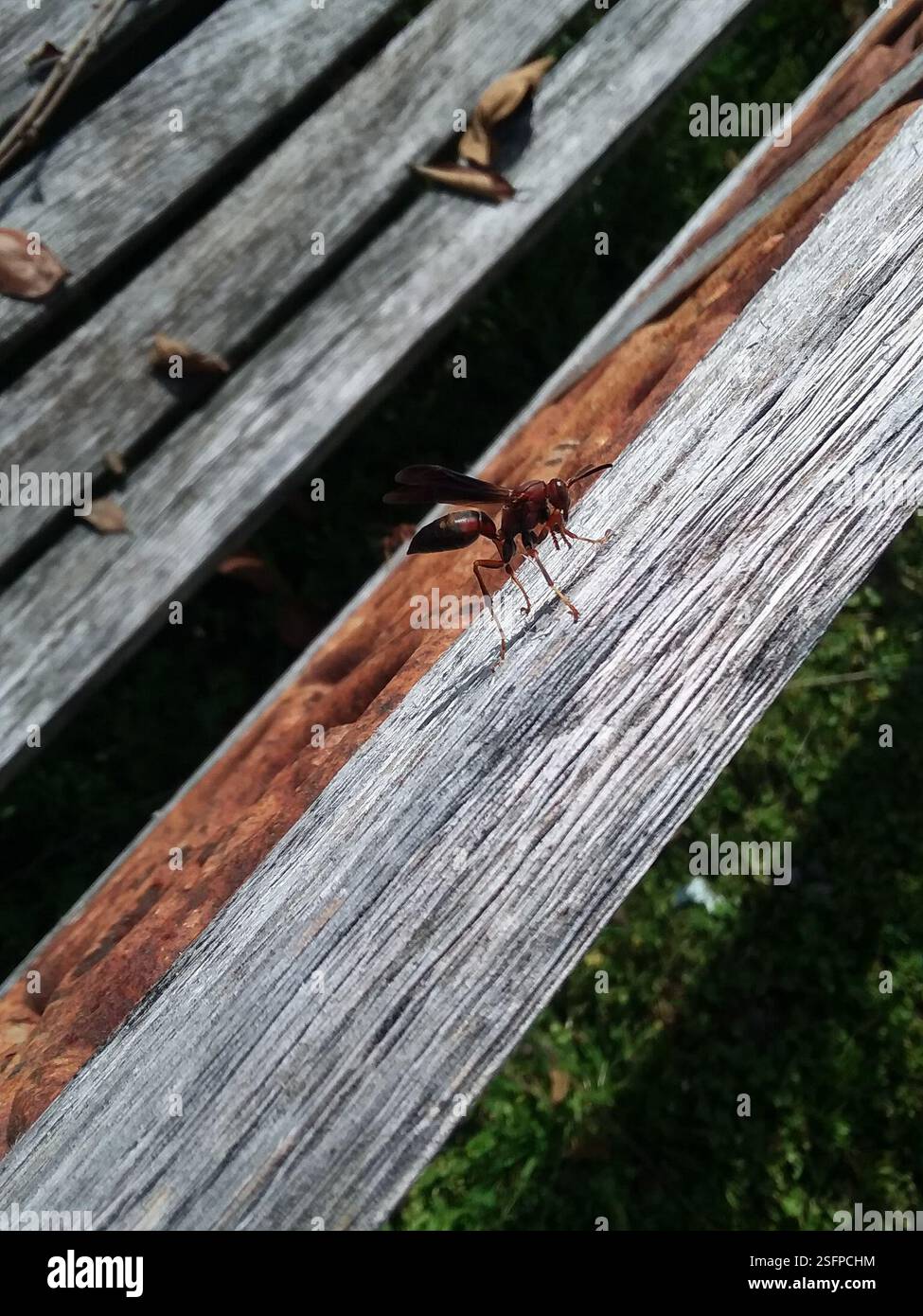 fuscatus-group Paper Wasps (Fuscopolistes), Insecta, WF NFN "Community ...