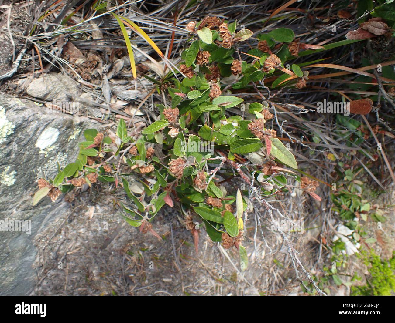 shrubby velvet-bush (Lasiopetalum macrophyllum), Plantae, Sisters Beach ...