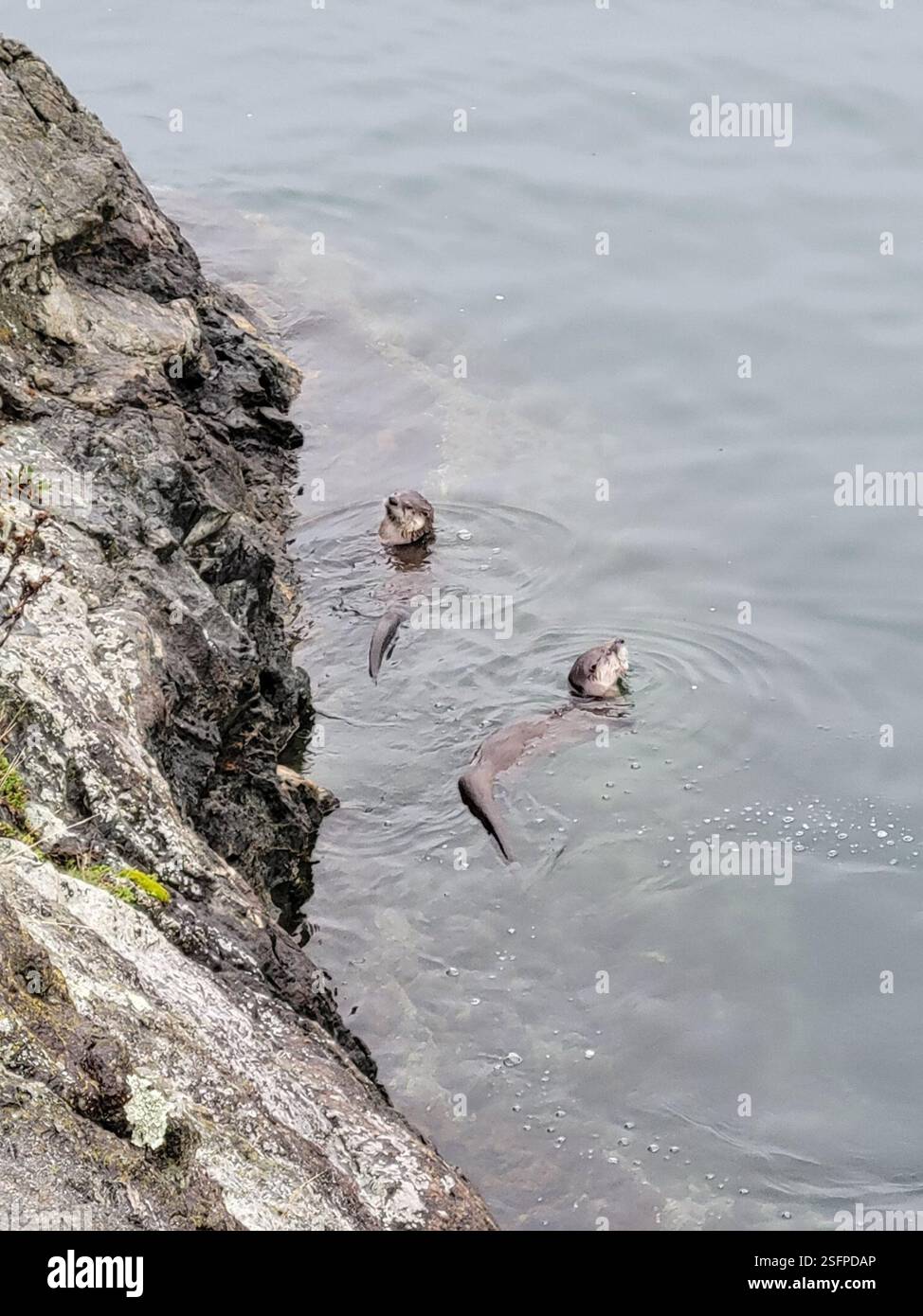 North American River Otter (Lontra canadensis), Mammalia, Victoria, BC ...