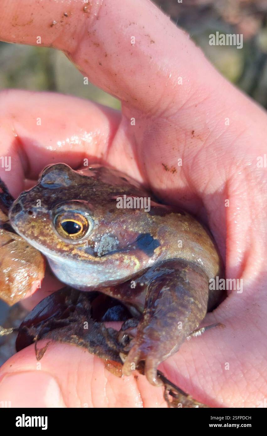 European Common Frog (Rana temporaria), Amphibia, 55286 Wörrstadt ...