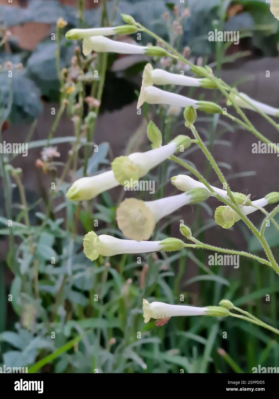 ornamental tobacco (Nicotiana paniculata), Plantae, Lunahuaná, Perú ...