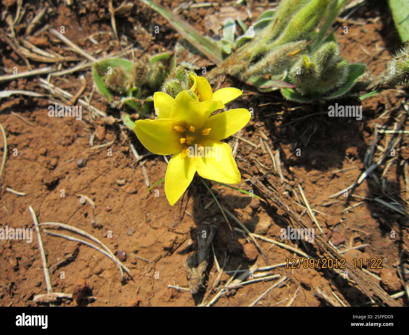 Winter Stargrass (Hypoxis multiceps), Plantae, uMgungundlovu District ...
