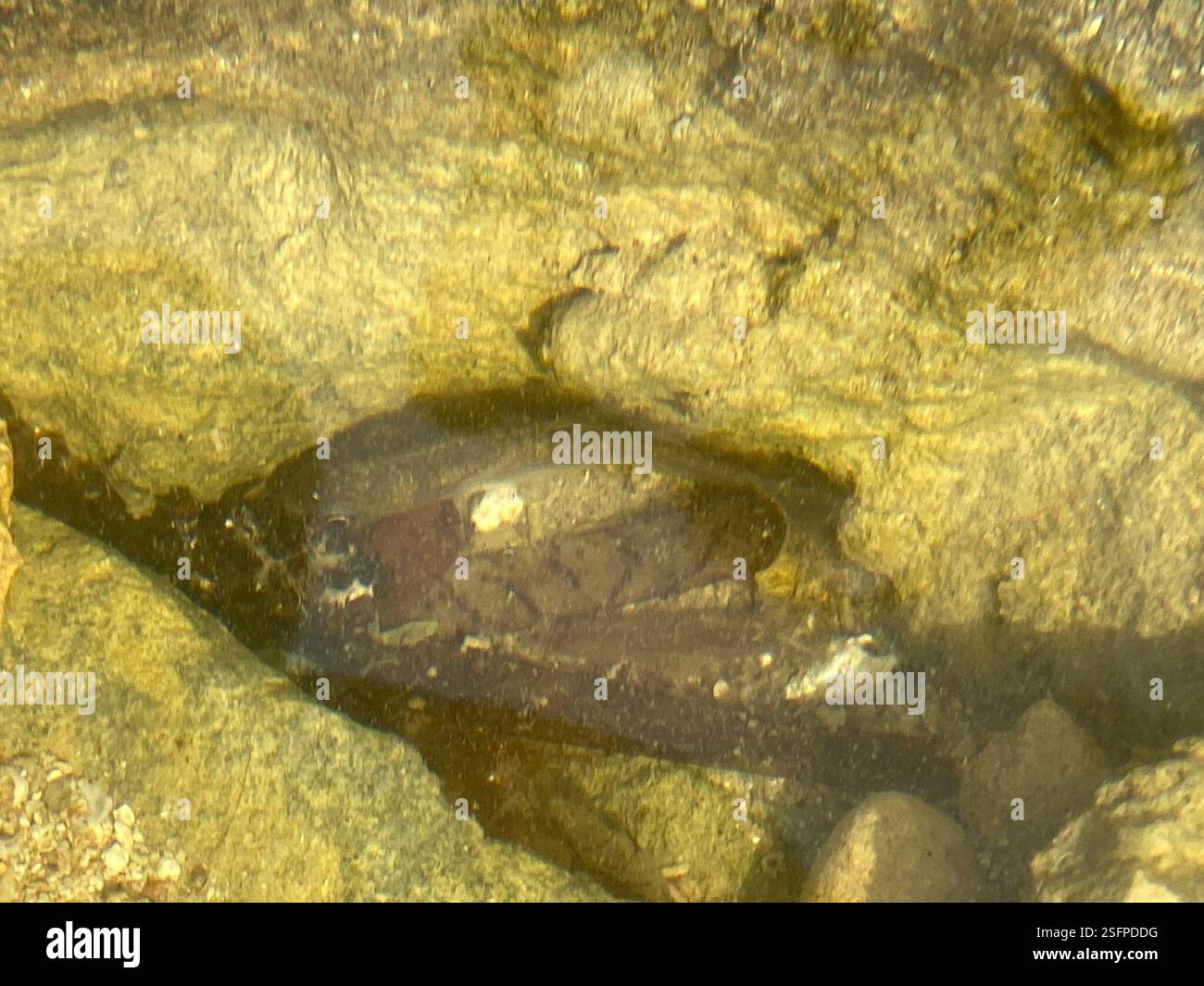 Mullets (Mugilidae), Actinopterygii, Mallorca, Ses Salines, Balearen ...