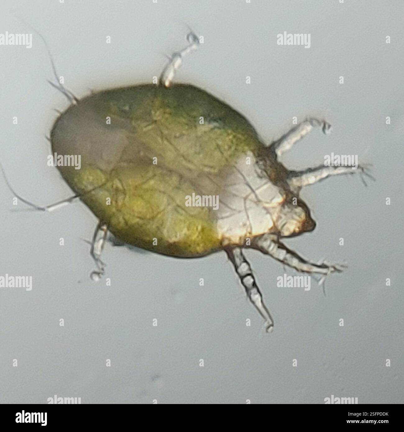 (Astigmata), Arachnida, Escuela Tlalnecapam, Asociado a flores de ...