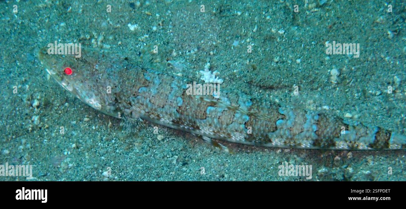 Red Lizardfish (Synodus synodus), Actinopterygii, São Vicente, Mindelo ...