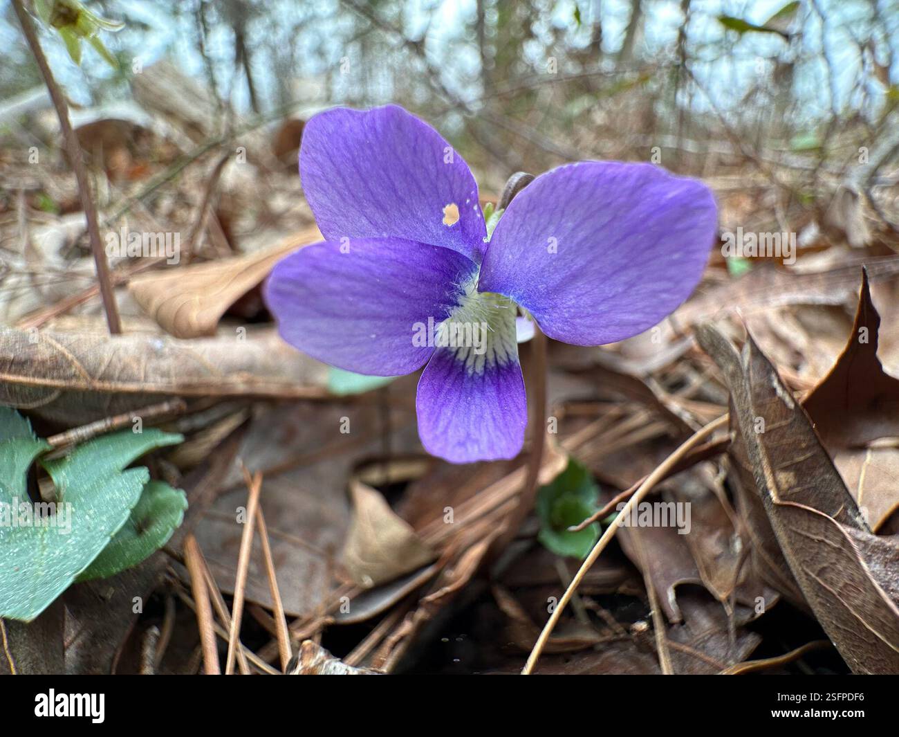 common blue violet (Viola sororia), Plantae, Crawfordville, FL, US ...