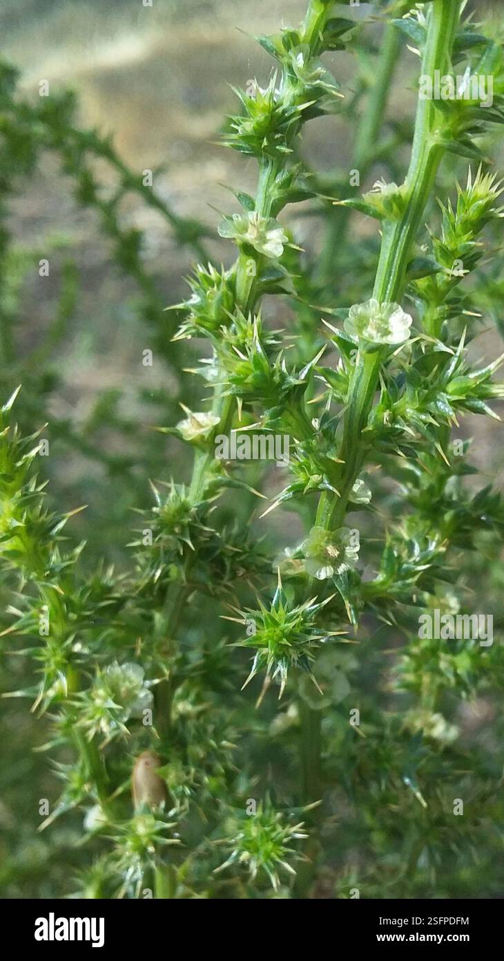 Southern Russian Thistle (Salsola australis), Plantae, Stop 2A ...