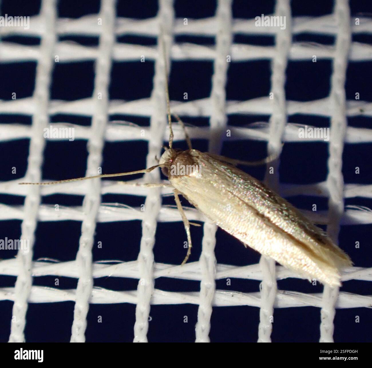 (Blastobasis), Insecta, Santo Antão, Cape Verde, CV Stock Photo - Alamy