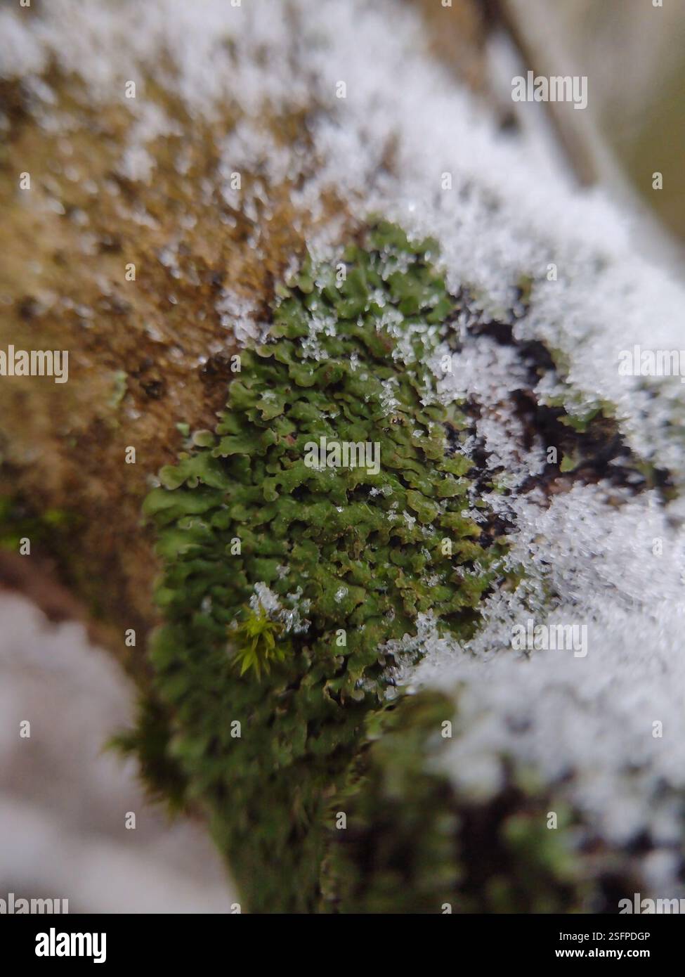 shield lichens, sunburst lichens, rosette lichens, and allies ...
