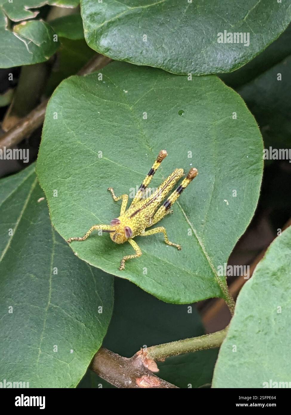 Giant Grasshopper (Valanga irregularis), Insecta, Zillmere QLD 4034 ...