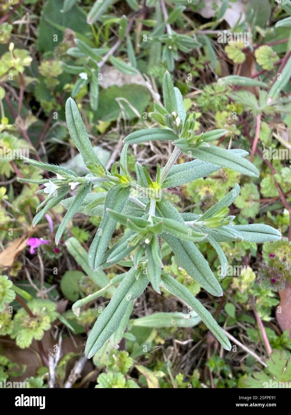 corn gromwell (Buglossoides arvensis), Plantae, US-190, Cameron, TX, US ...