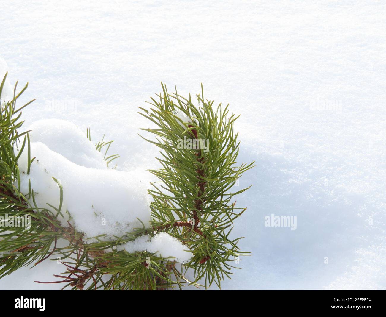 lodgepole pine (Pinus contorta), Plantae, Summit County, CO, USA Stock ...