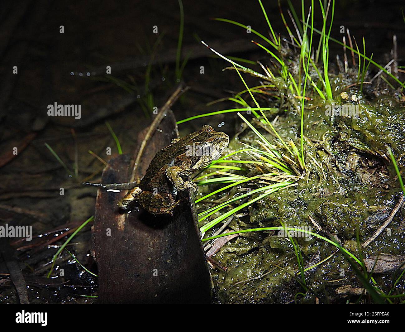 Common Eastern Froglet (Crinia signifera), Amphibia, Hobart TAS ...